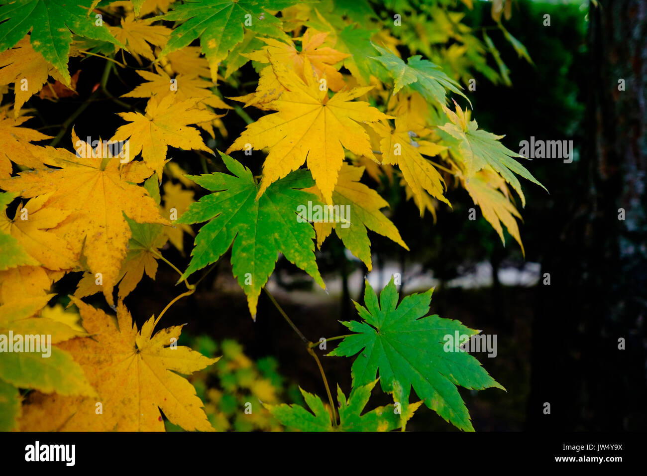 Fall leaves color gradient hi-res stock photography and images - Alamy