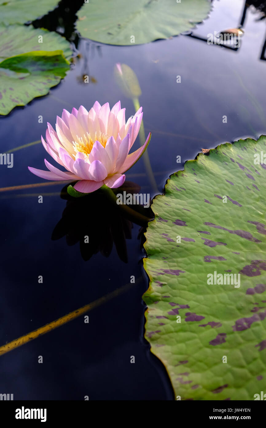 Lotus flower bloom waterlily blossom hi-res stock photography and ...