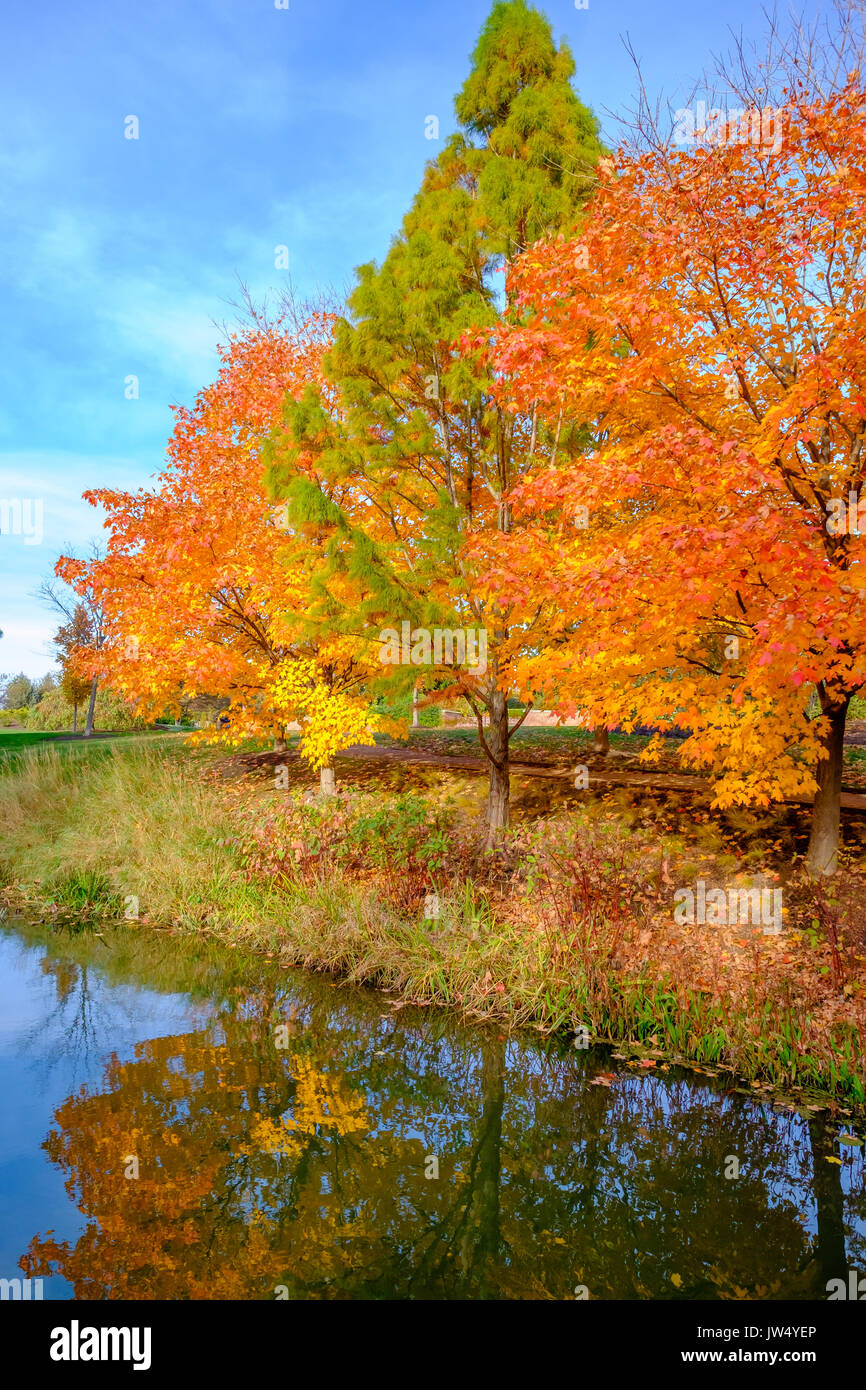 orange colored maple tree with reflection Stock Photo - Alamy