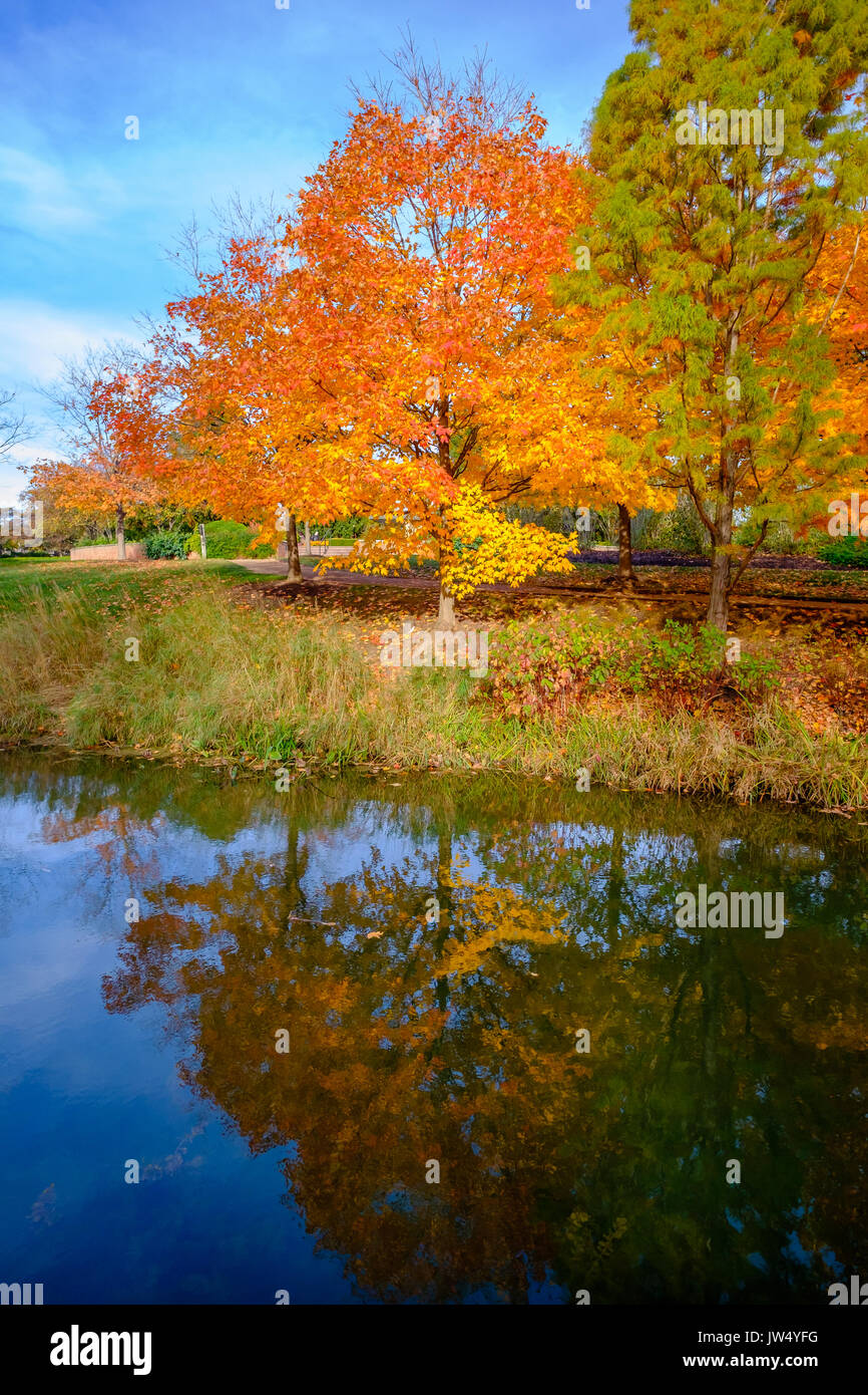 orange maple tree with reflection on water Stock Photo - Alamy