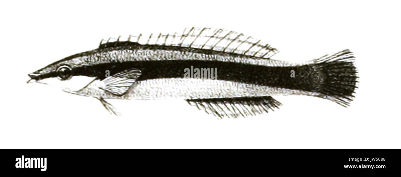 Labroides species hi-res stock photography and images - Alamy