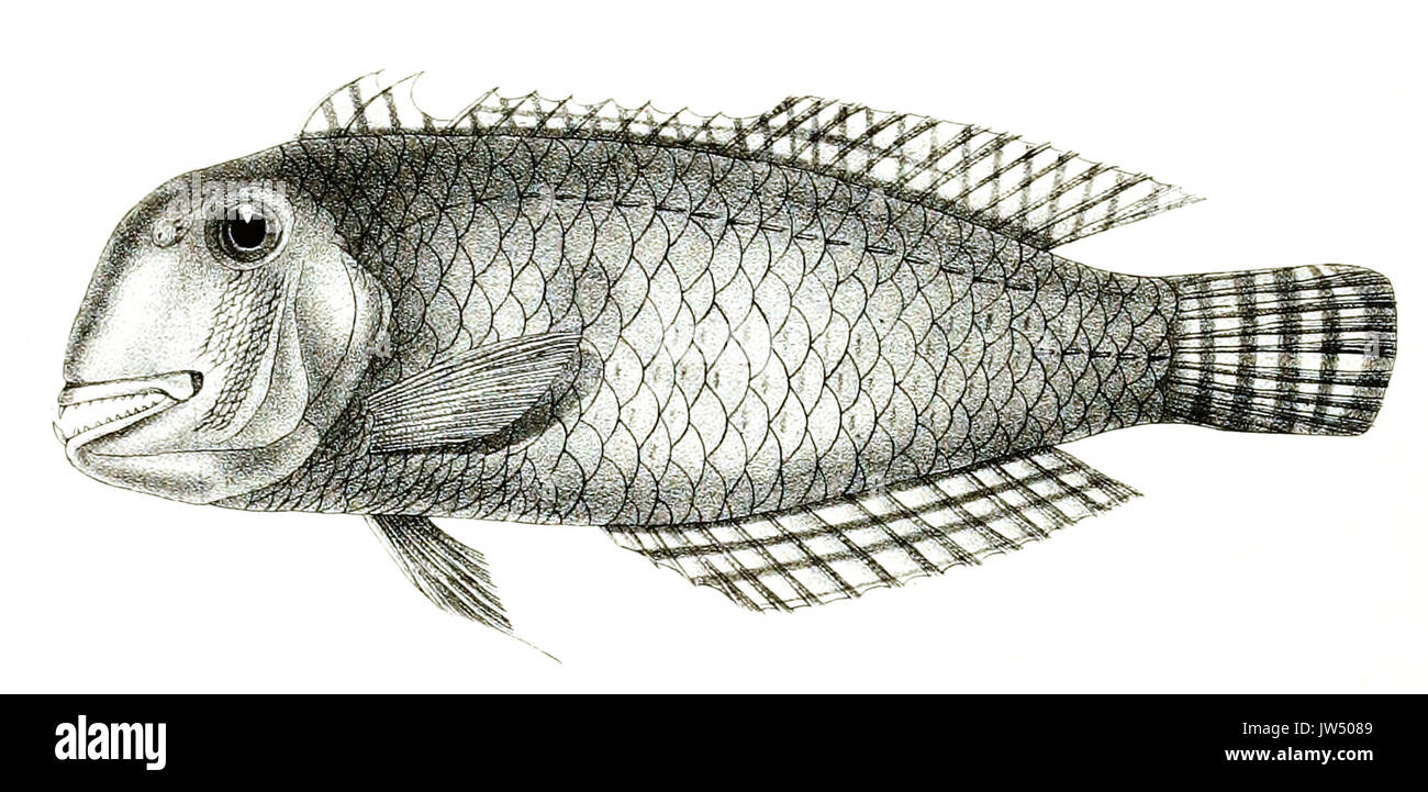 Novacula punctulata Mintern 88 Stock Photo - Alamy