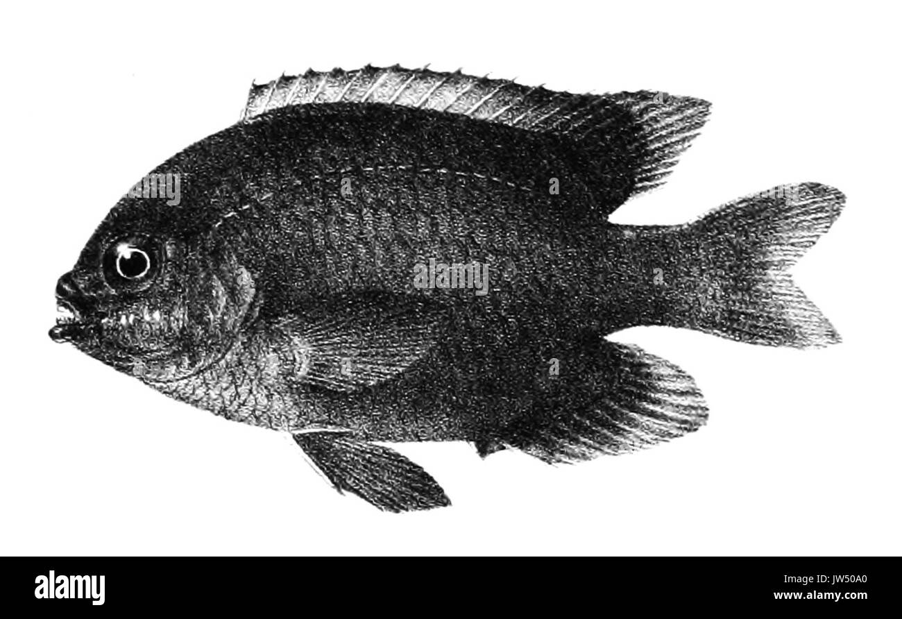 Labiosus hi-res stock photography and images - Alamy