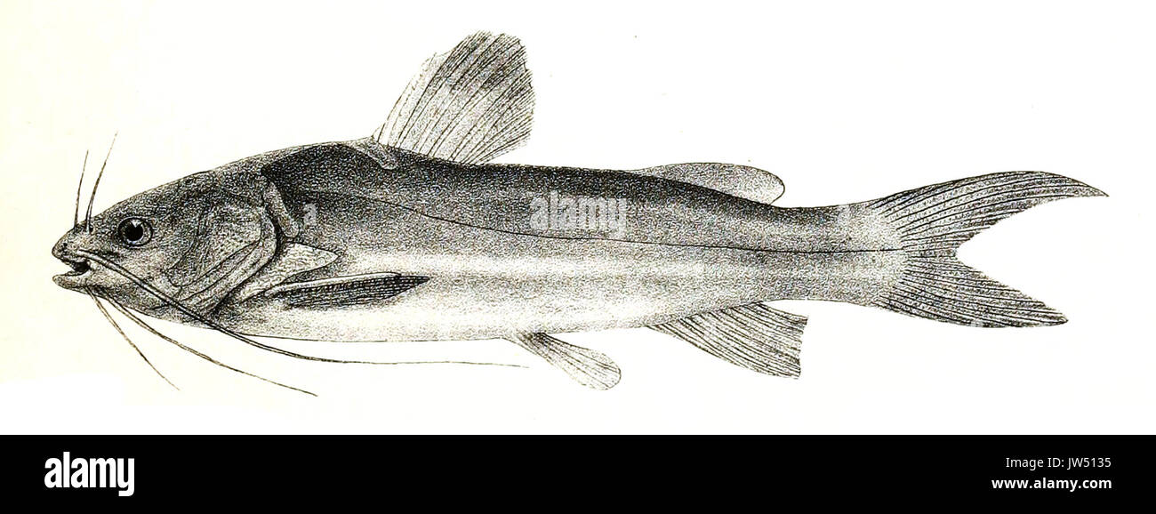 Macrones hi-res stock photography and images - Alamy