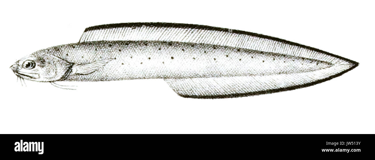 Brotula fish hi-res stock photography and images - Alamy