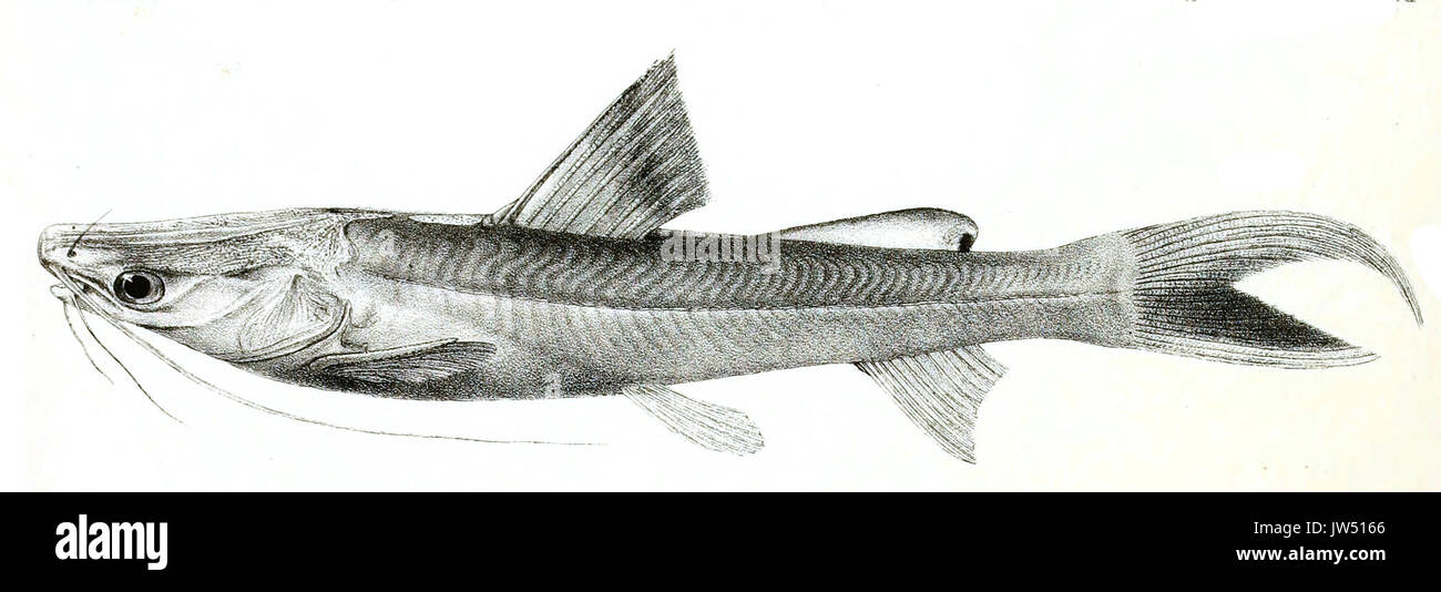 Macrones seenghala Day 99 Stock Photo - Alamy