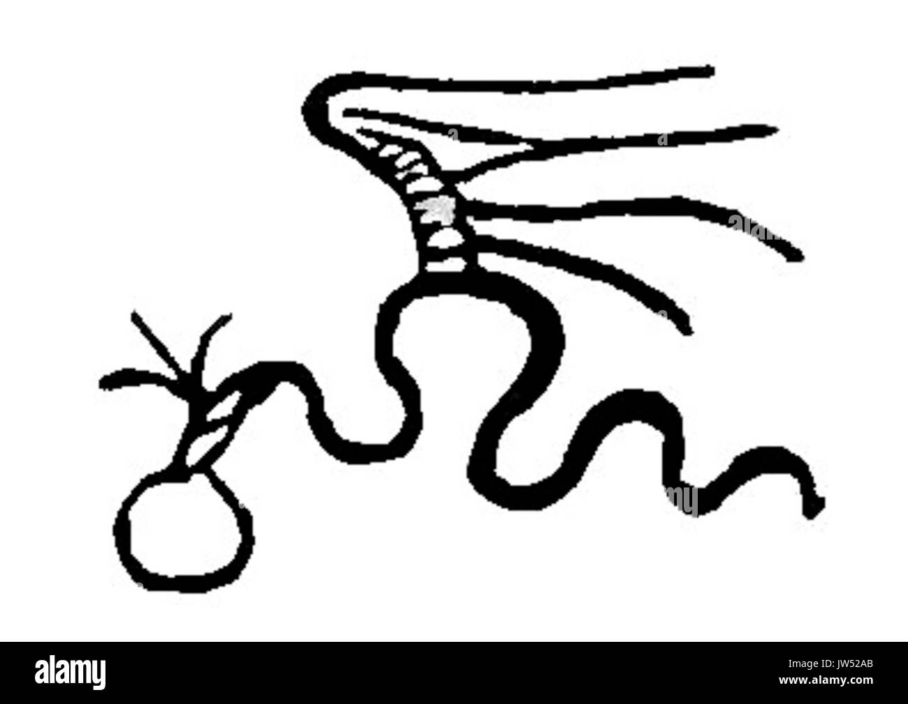 Woermann 1887 Bildbezeichnung Seite 612 1 Stock Photo - Alamy