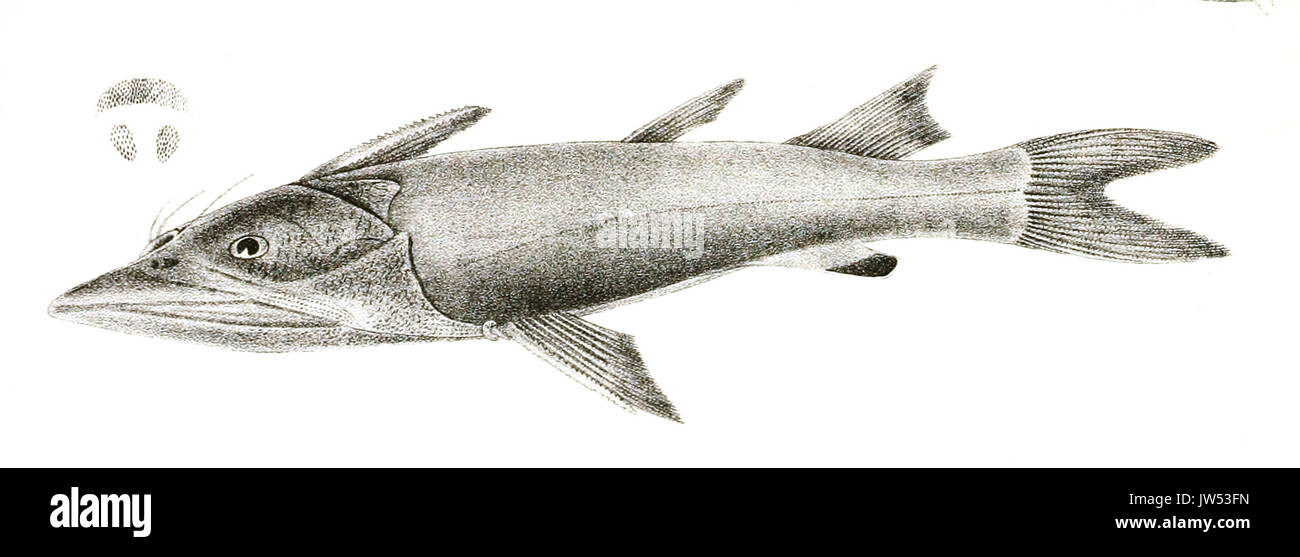 Arius painting hi-res stock photography and images - Alamy