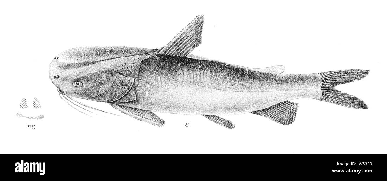 Arius High Resolution Stock Photography and Images - Alamy