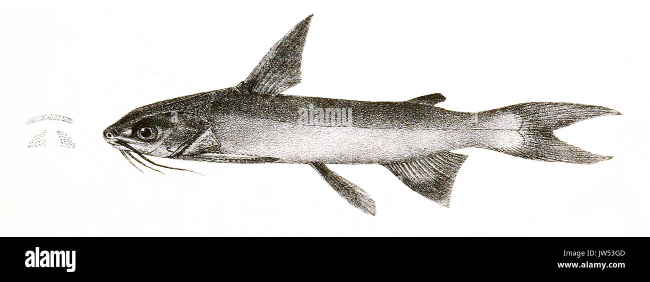 This specimen, Arius falcarius, is a species of catfish identified in ...