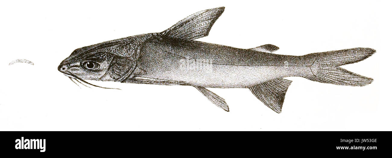 Arius catfish hi-res stock photography and images - Alamy