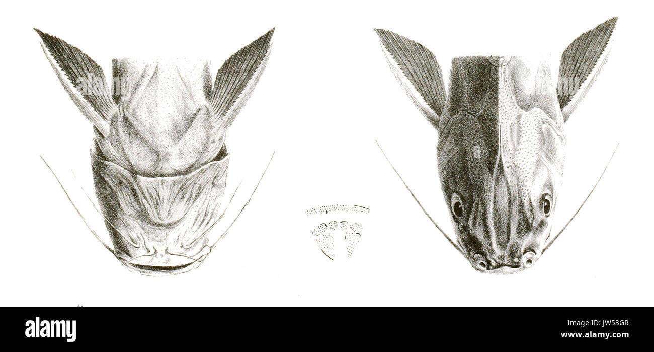 Arius Thalassinus High Resolution Stock Photography and Images - Alamy