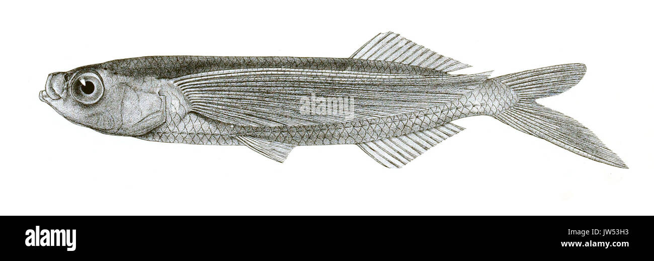 Exocoetus hi-res stock photography and images - Alamy