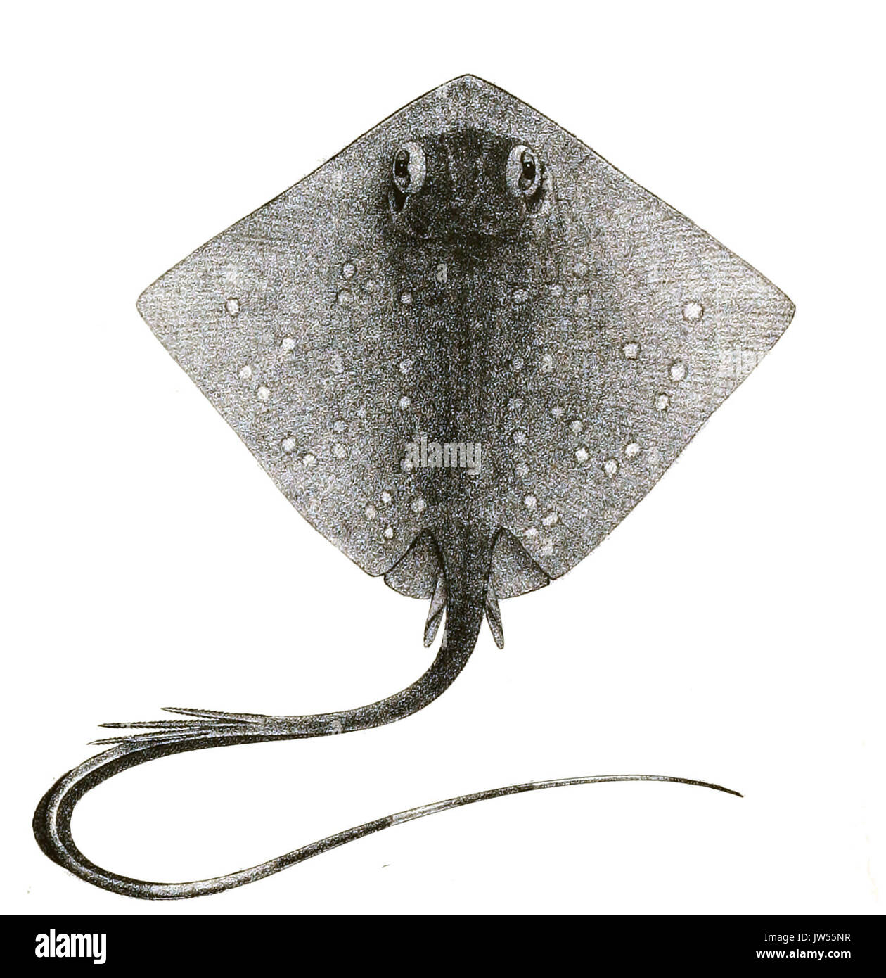 Trygon Cut Out Stock Images & Pictures - Alamy