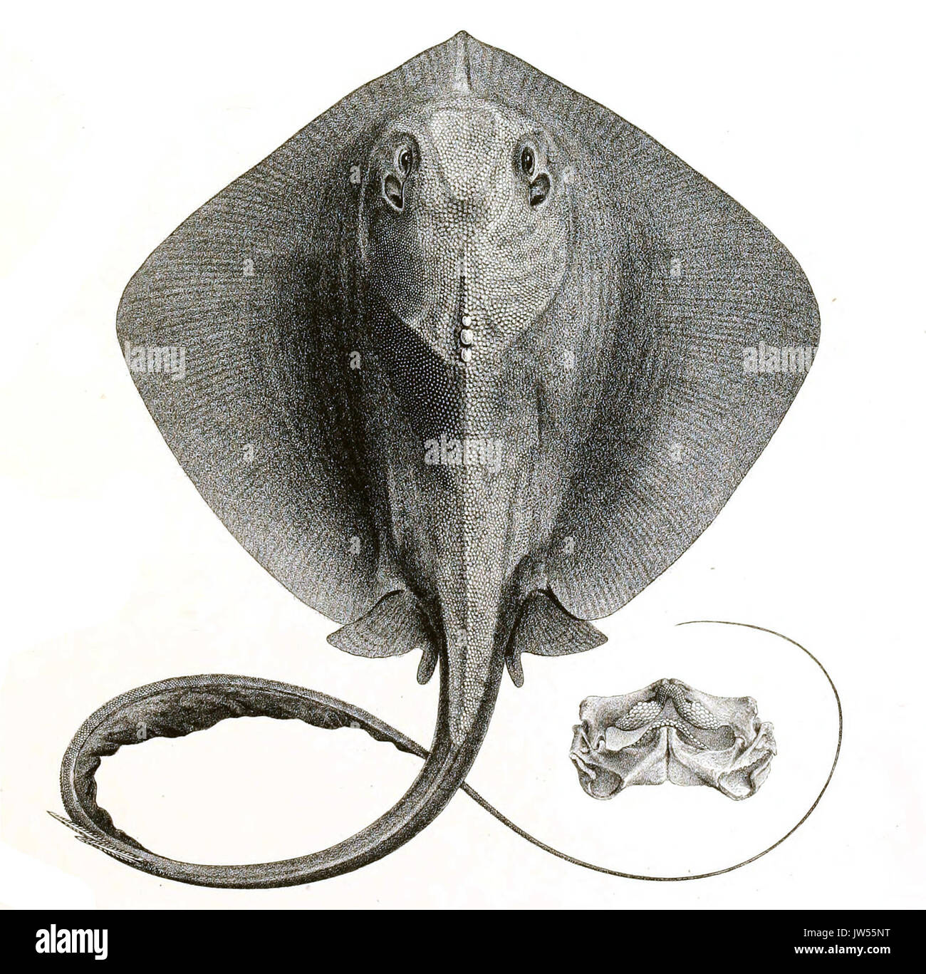 Trygon sephen Day 195 Stock Photo - Alamy