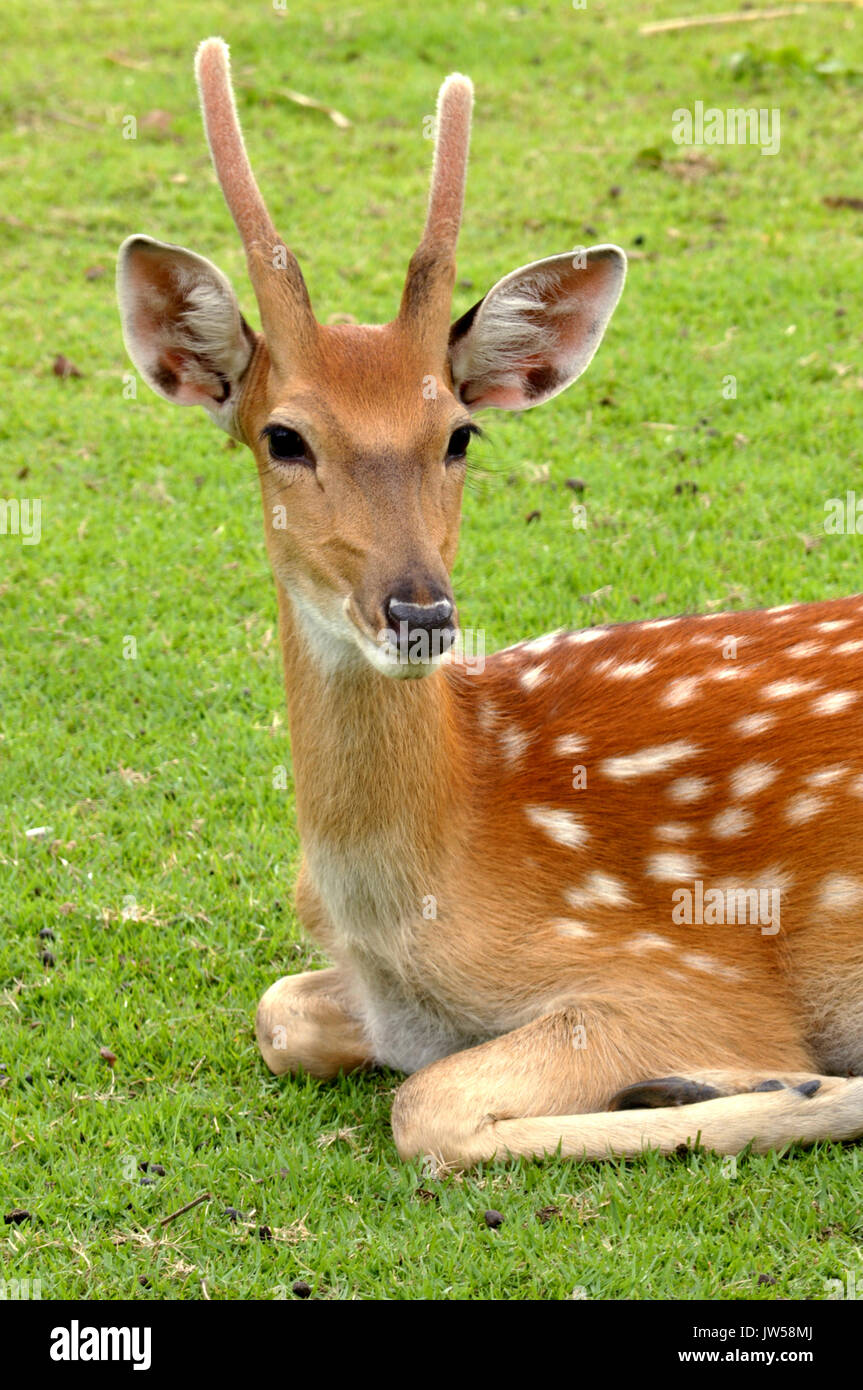 Nightsafari hi-res stock photography and images - Alamy