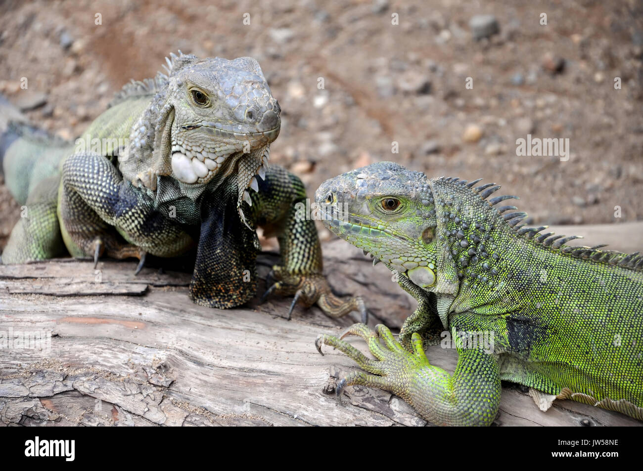 Large docile species of lizard hi-res stock photography and images - Alamy