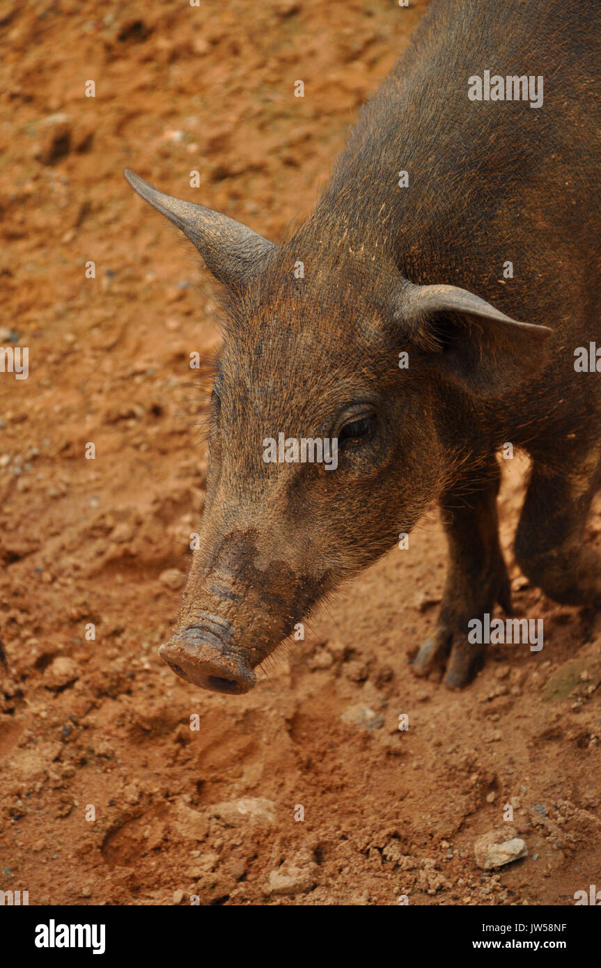 Chiangmai nightsafari hi-res stock photography and images - Alamy