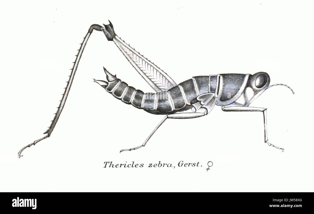 Genera Insectorum Thericles zebra Stock Photo - Alamy