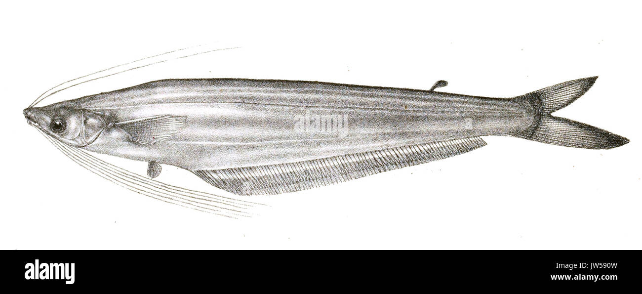 Coila hi-res stock photography and images - Alamy