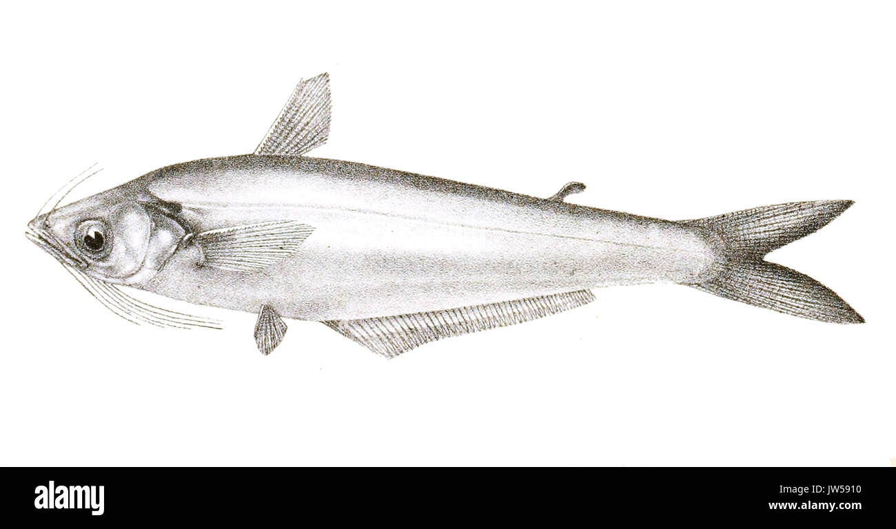 Eutropiichthys vacha Day Suzini 114 Stock Photo - Alamy