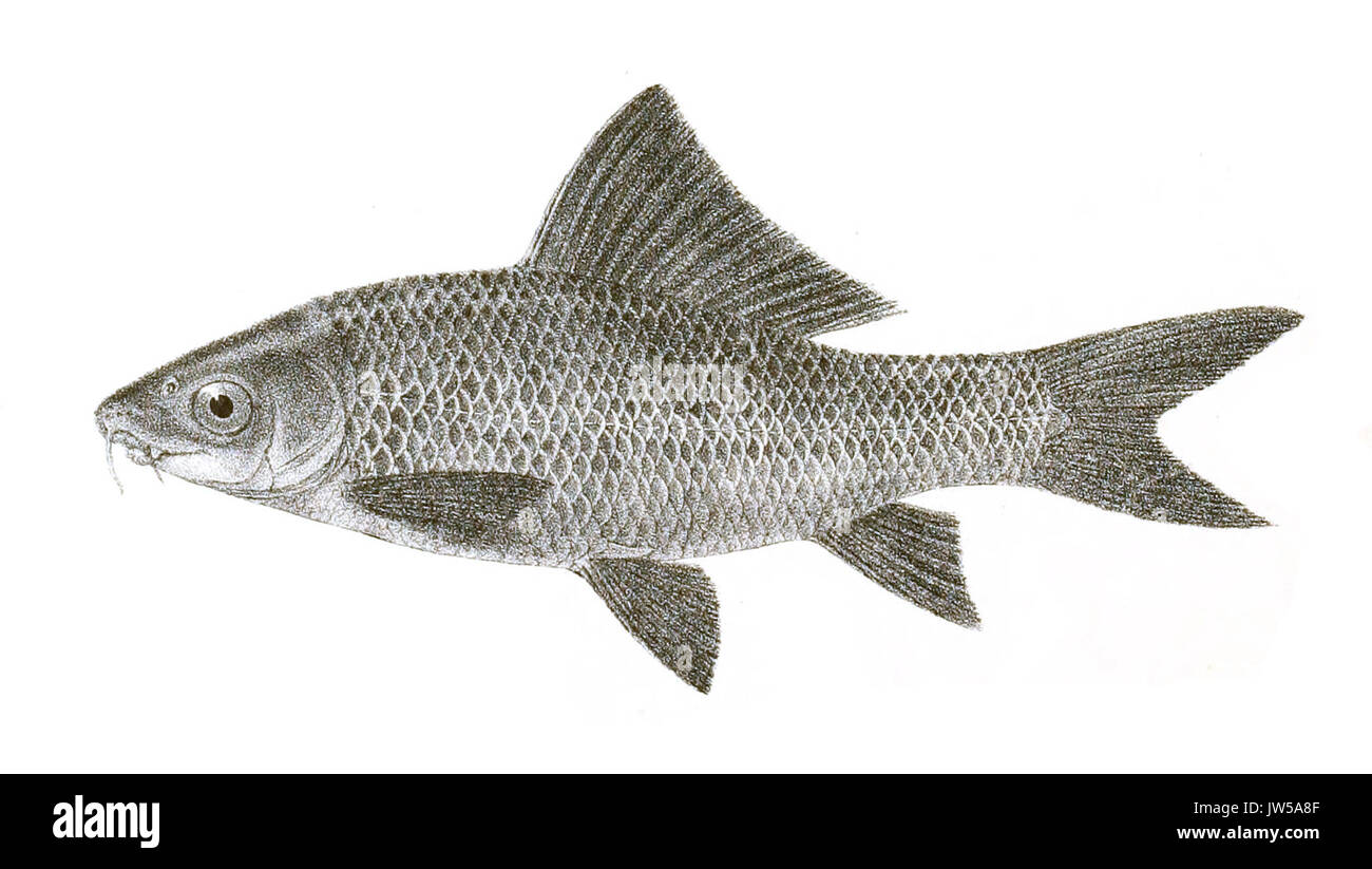 Labeo calbasu hi-res stock photography and images - Alamy
