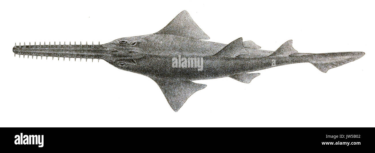 Marine_species hi-res stock photography and images - Alamy