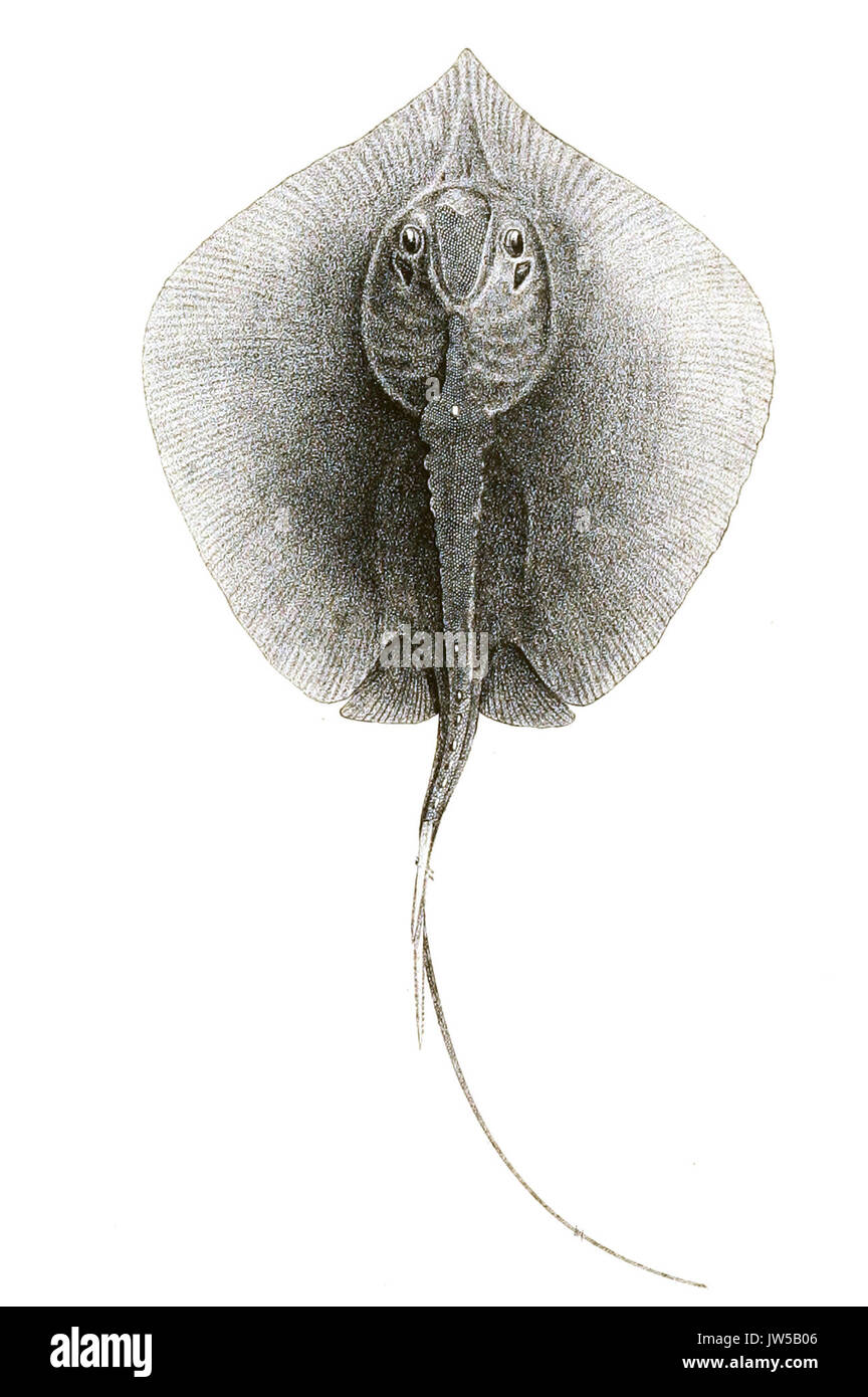 Pteroplatea micrura Achilles 194 Stock Photo - Alamy