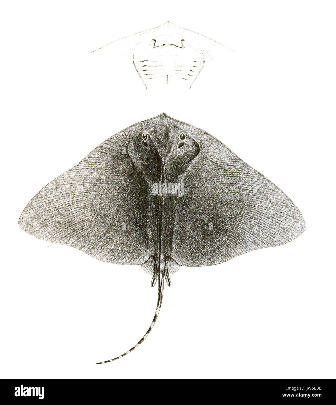 Trygon Cut Out Stock Images & Pictures - Alamy