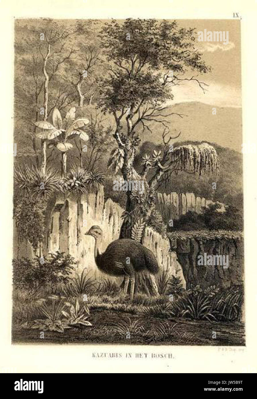 Kasuar hi-res stock photography and images - Alamy