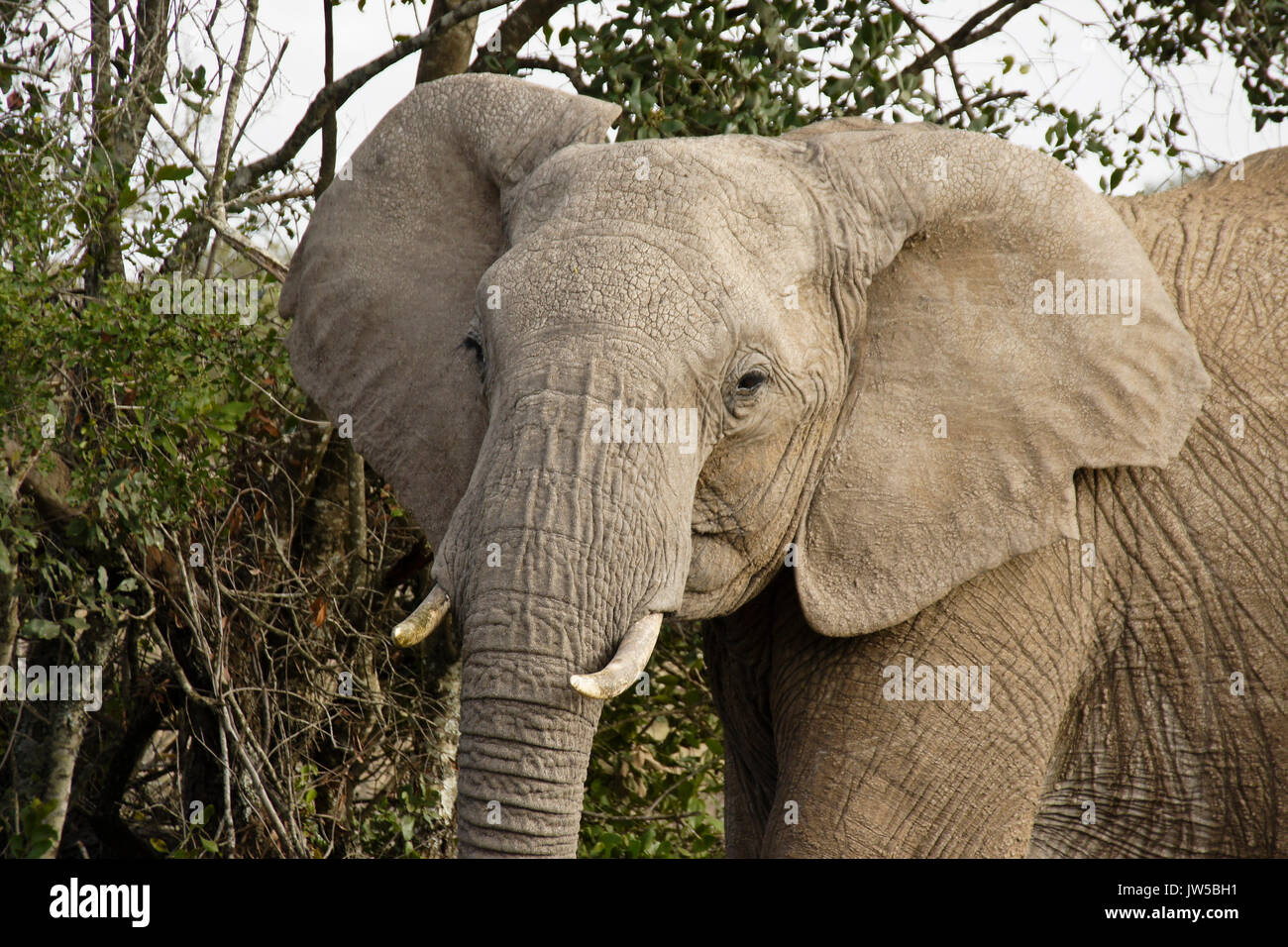 African elephant face hi-res stock photography and images - Alamy