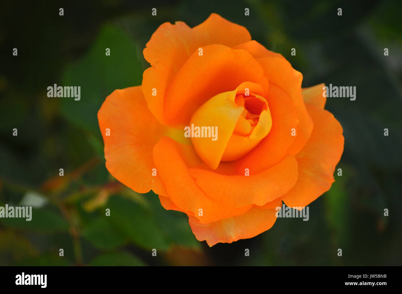 Beautiful orange roses are in full bloom in the garden behind the house ...