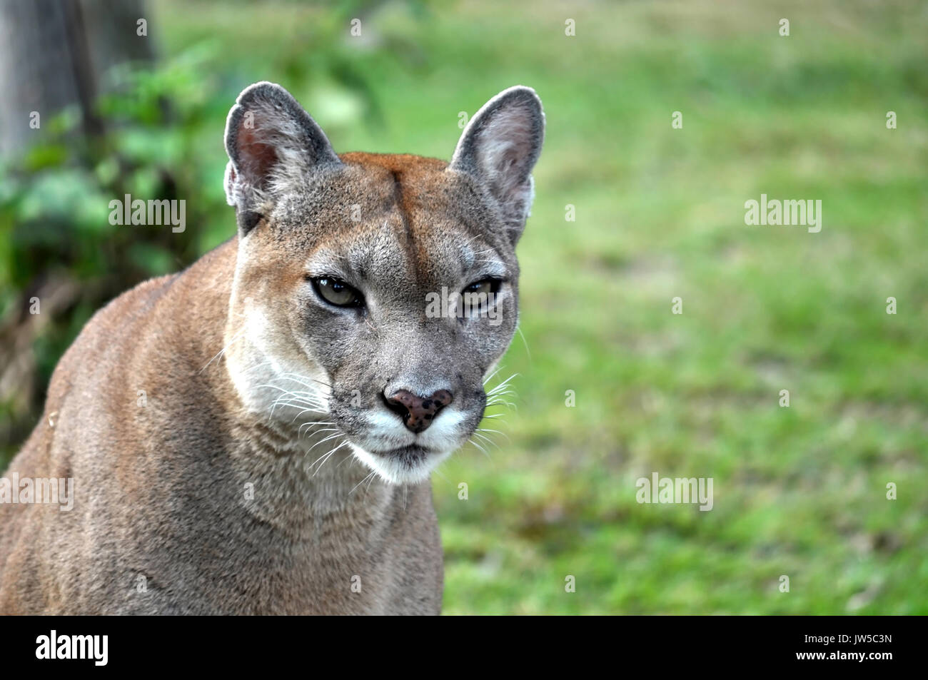 The cougar (Puma concolor), also known as puma, mountain lion, mountain ...