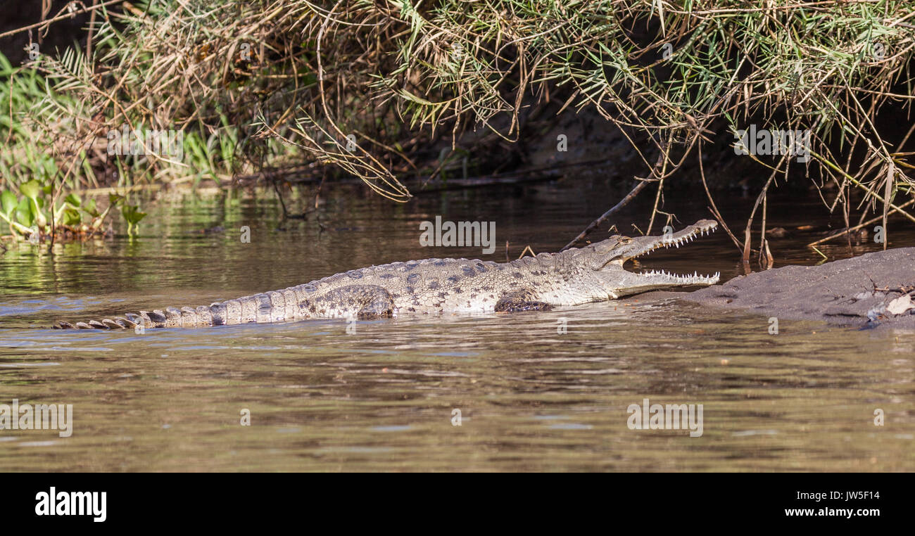 Reptiles living in rivers hi-res stock photography and images - Alamy