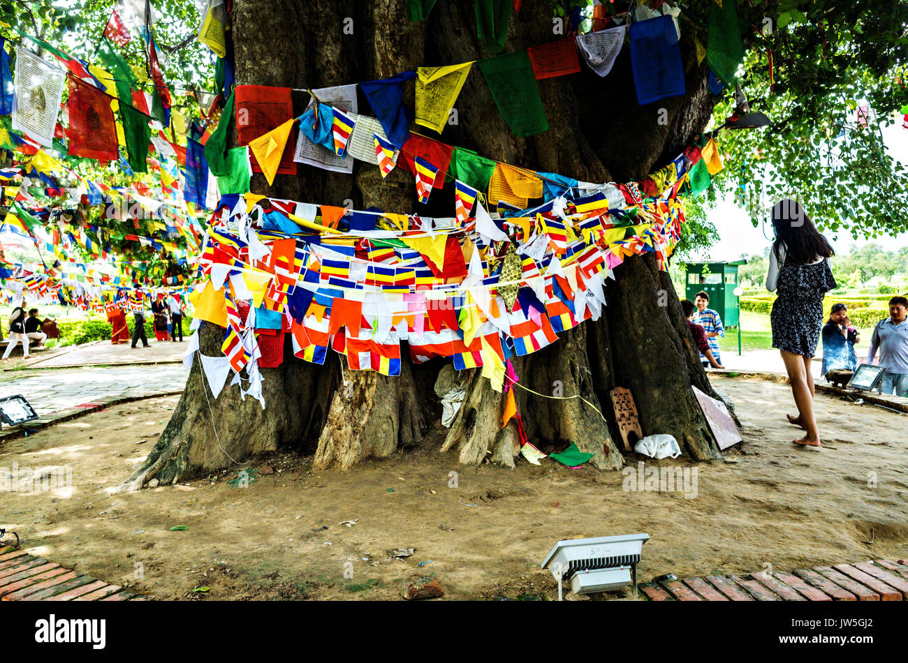 Bodhi tree lumbini hi-res stock photography and images - Alamy