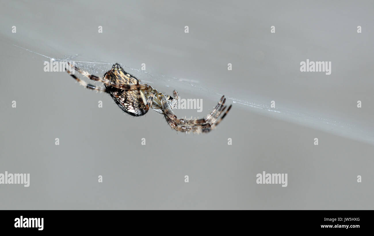 Spider on the cobweb hi-res stock photography and images - Alamy