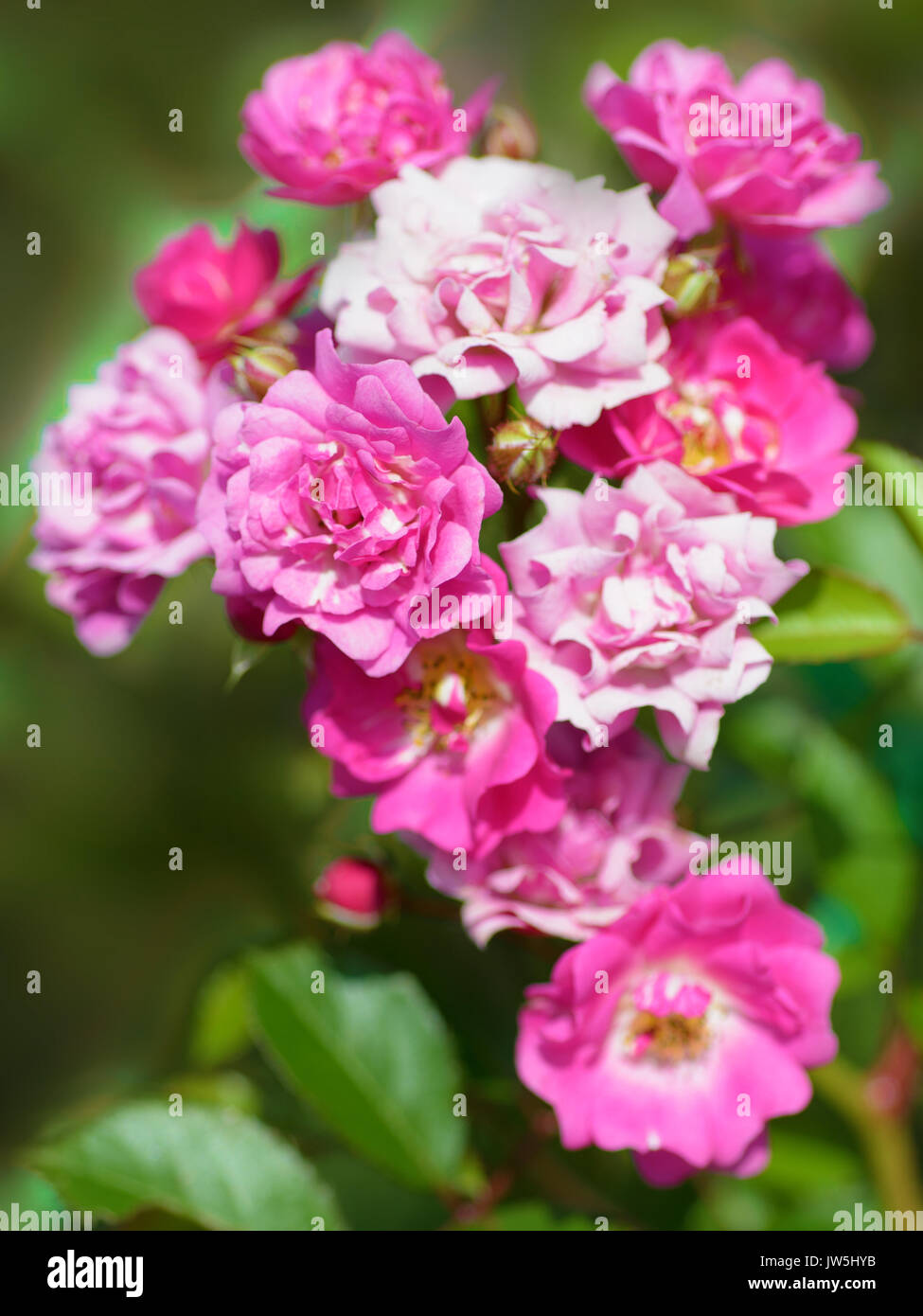 Beautiful spray hi-res stock photography and images - Alamy