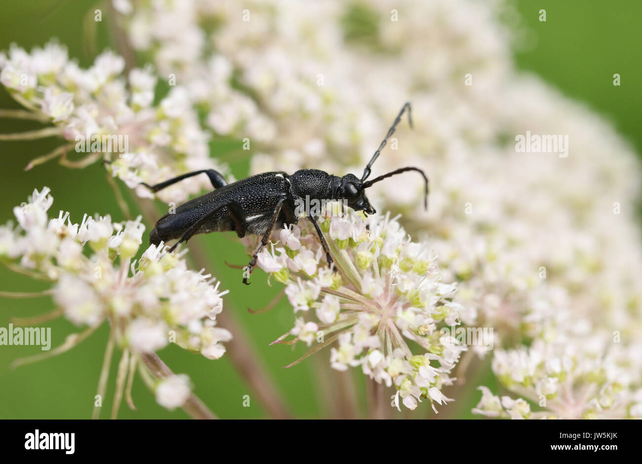 Pretty beetles hi-res stock photography and images - Alamy