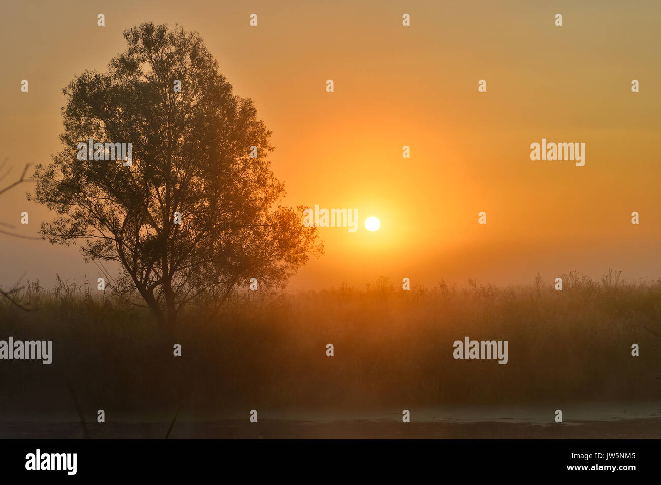 Photo with a summer sunrise and a tree Stock Photo - Alamy