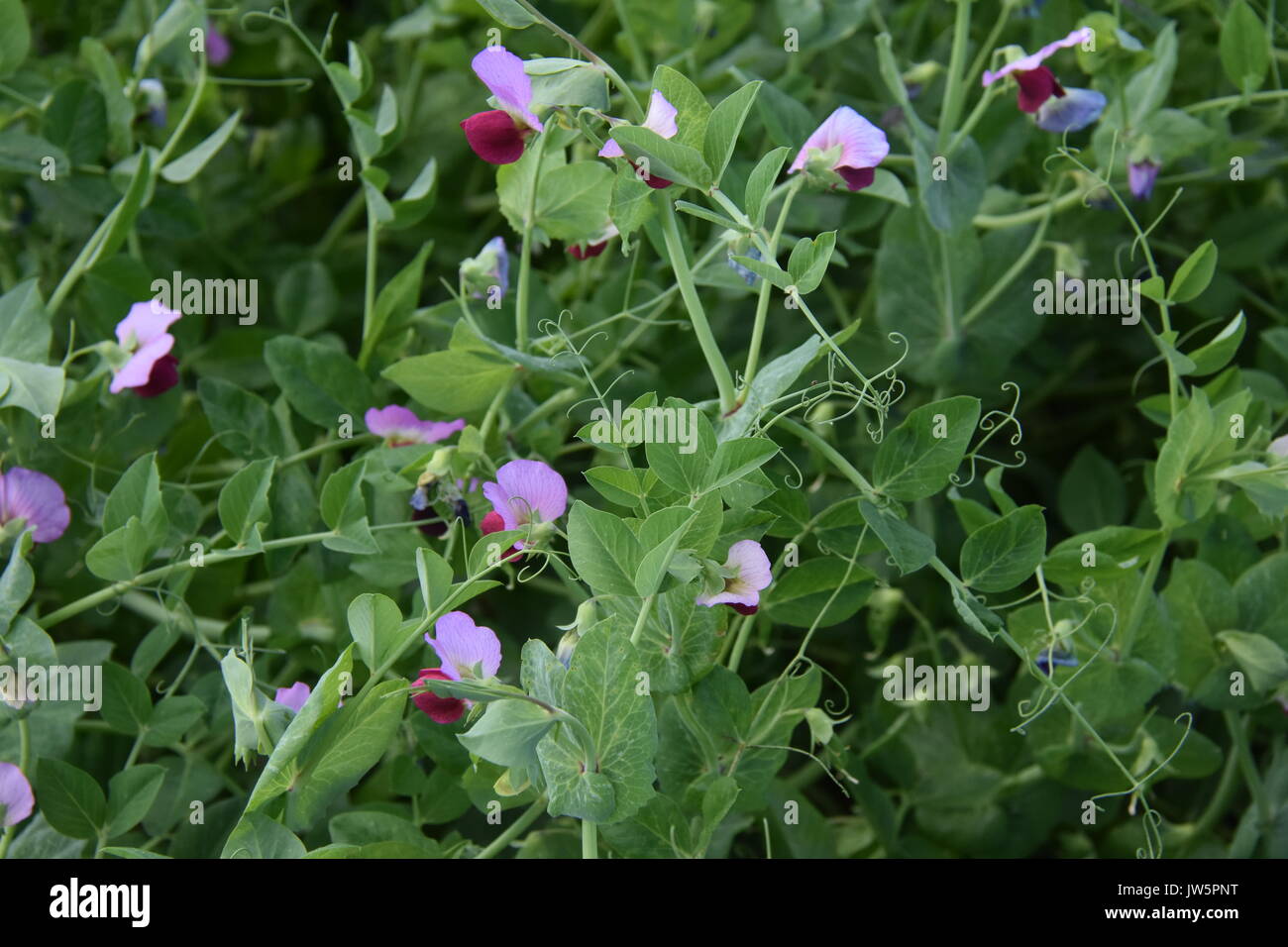 Field Peas Flowering Stock Photo - Alamy