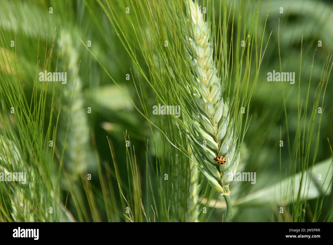 Wheat head hi-res stock photography and images - Alamy