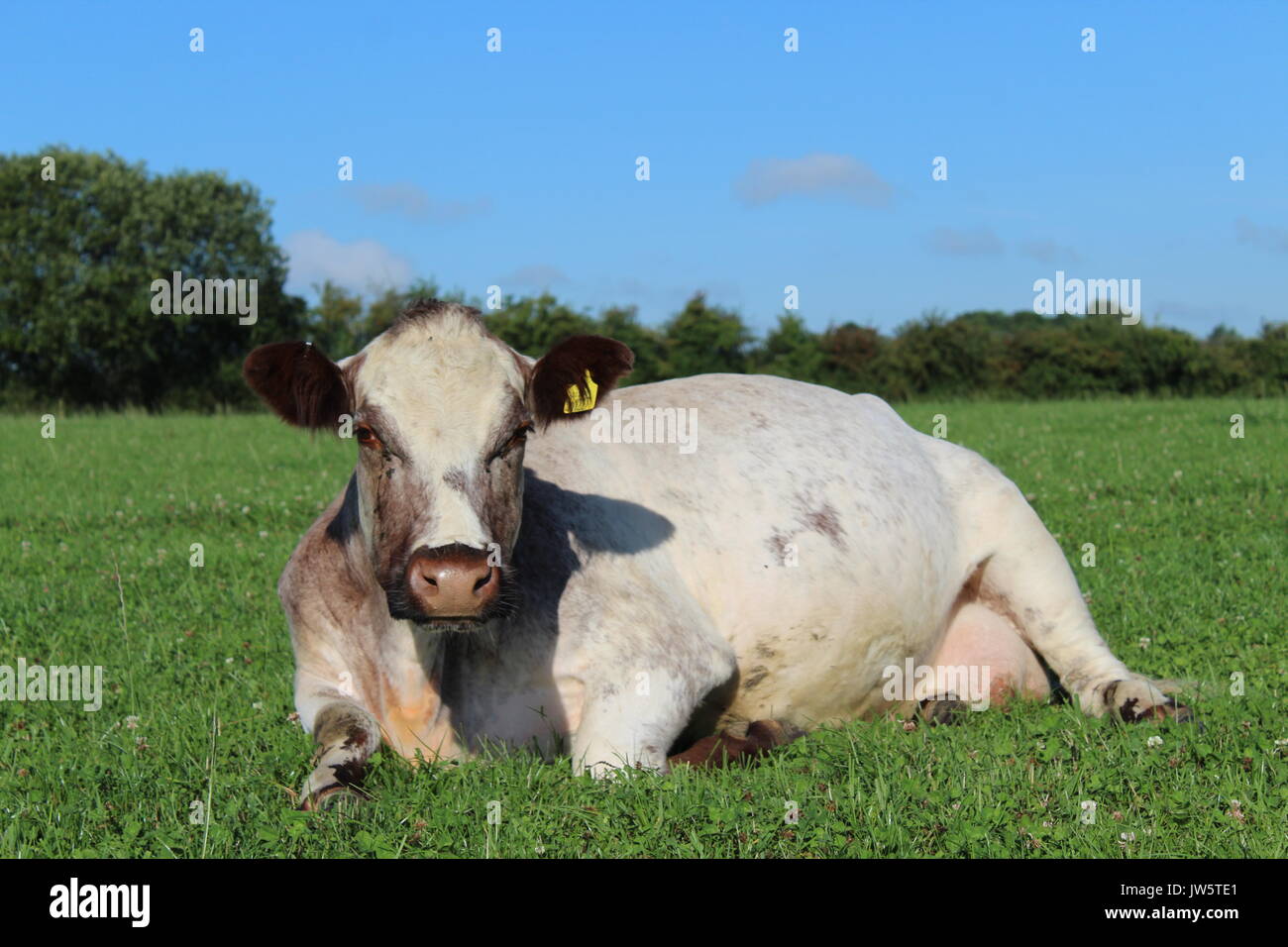 Cow lying down hi-res stock photography and images - Alamy