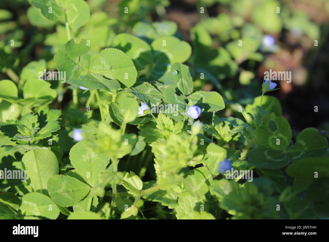 growing blue speedwell flowers Stock Photo - Alamy
