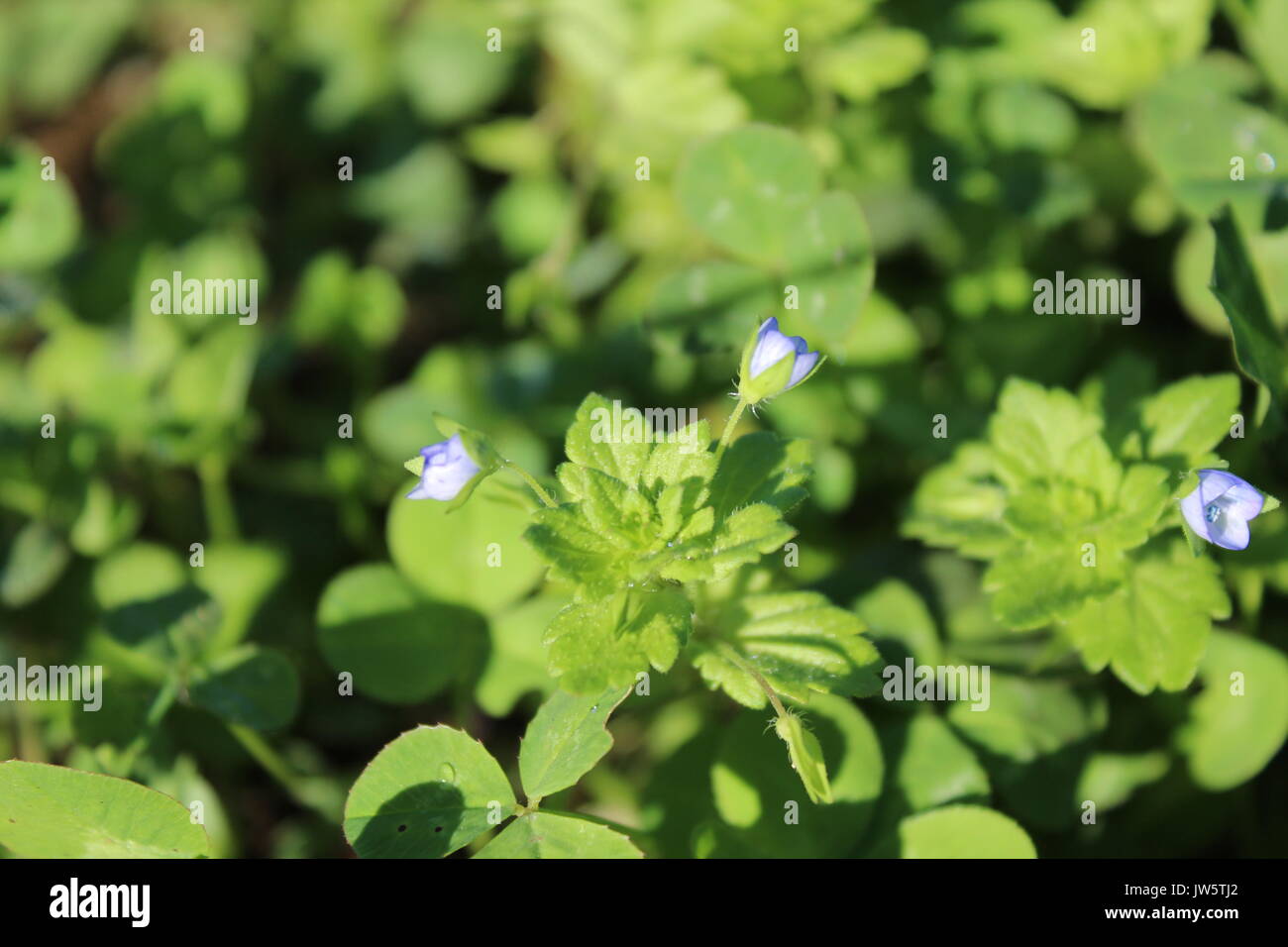 growing blue speedwell flowers Stock Photo - Alamy