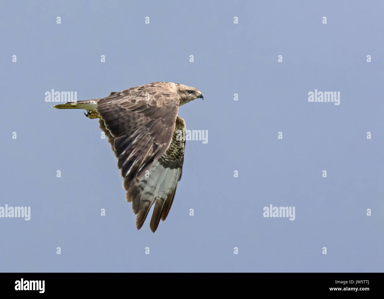 Buzzard In Flight High Resolution Stock Photography and Images - Alamy