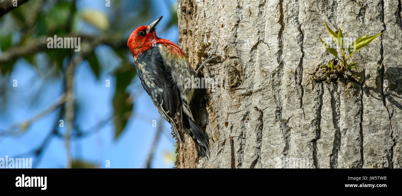 Sapsucker tree hi-res stock photography and images - Alamy