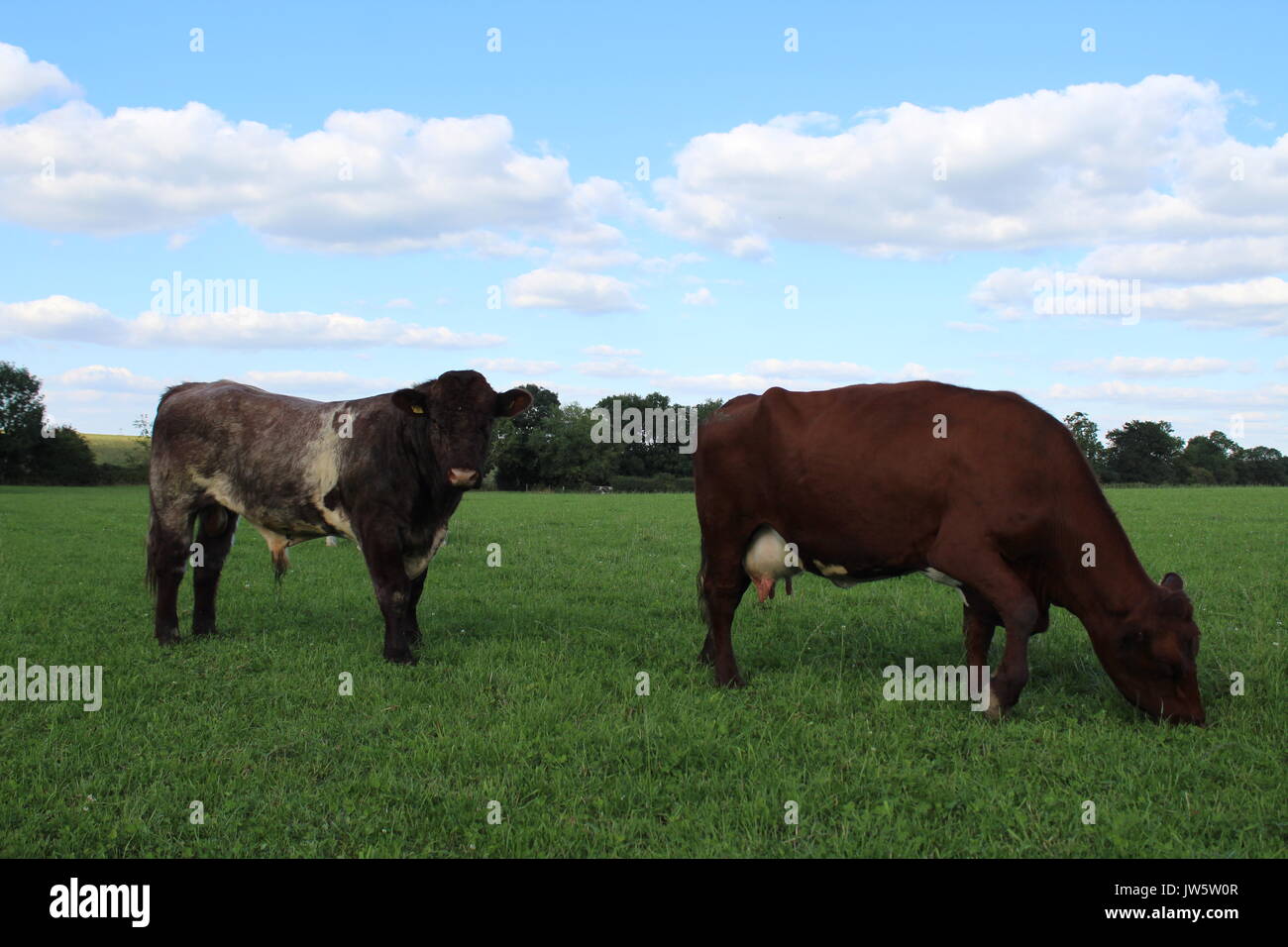 Shorthorn cattle hi-res stock photography and images - Alamy