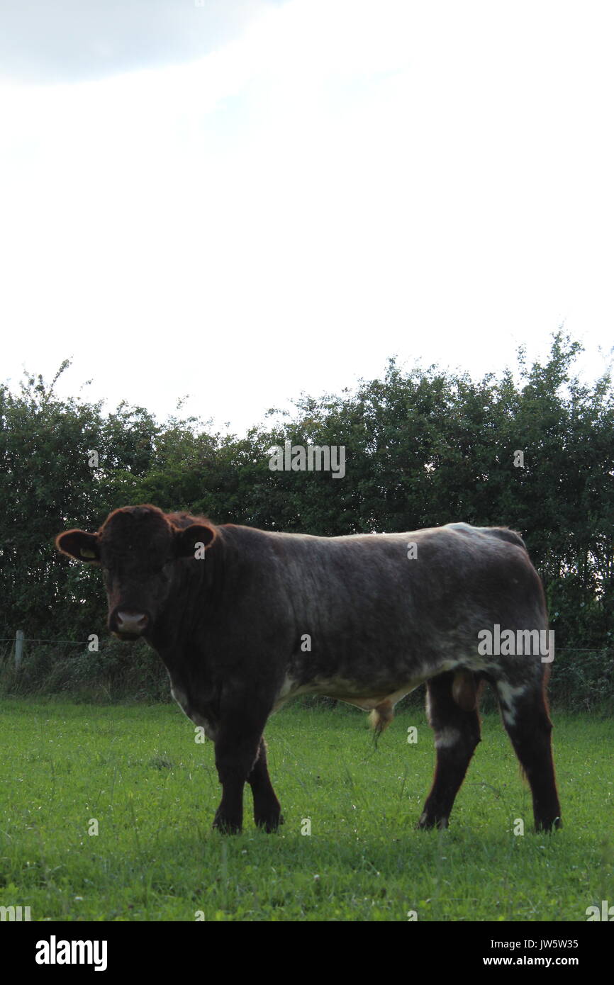 Roan shorthorn hi-res stock photography and images - Alamy