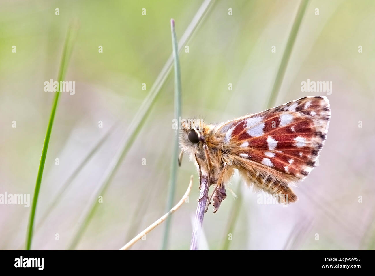 Red-underwing Skipper (Spialia sertorius), nectaring showing the ...