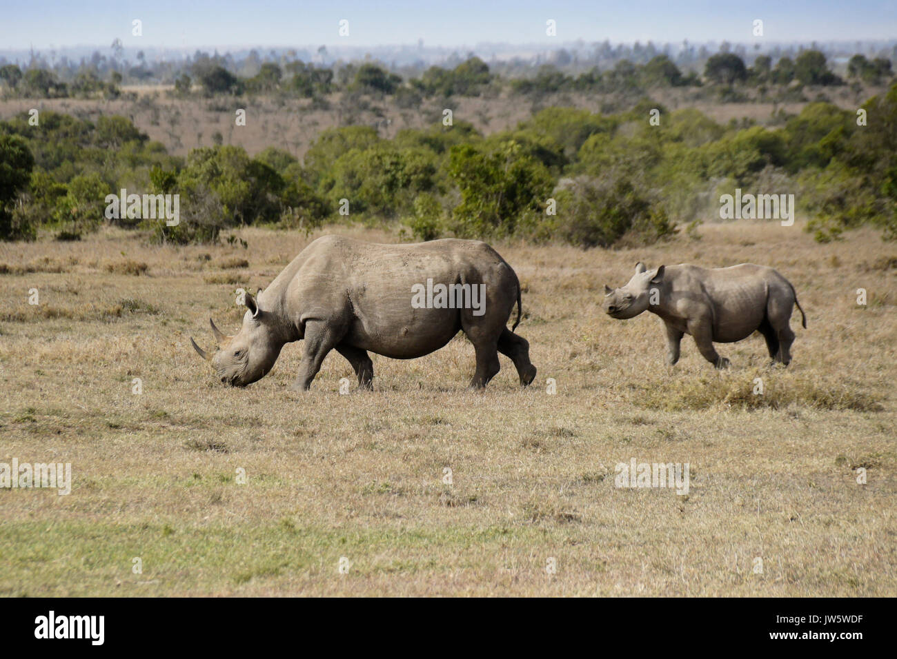 Black rhinoceros and calf, Ol Pejeta Conservancy, Kenya Stock Photo - Alamy